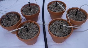 Multi-Outlet Drip Irrigation For Greenhouses and Hydroponics